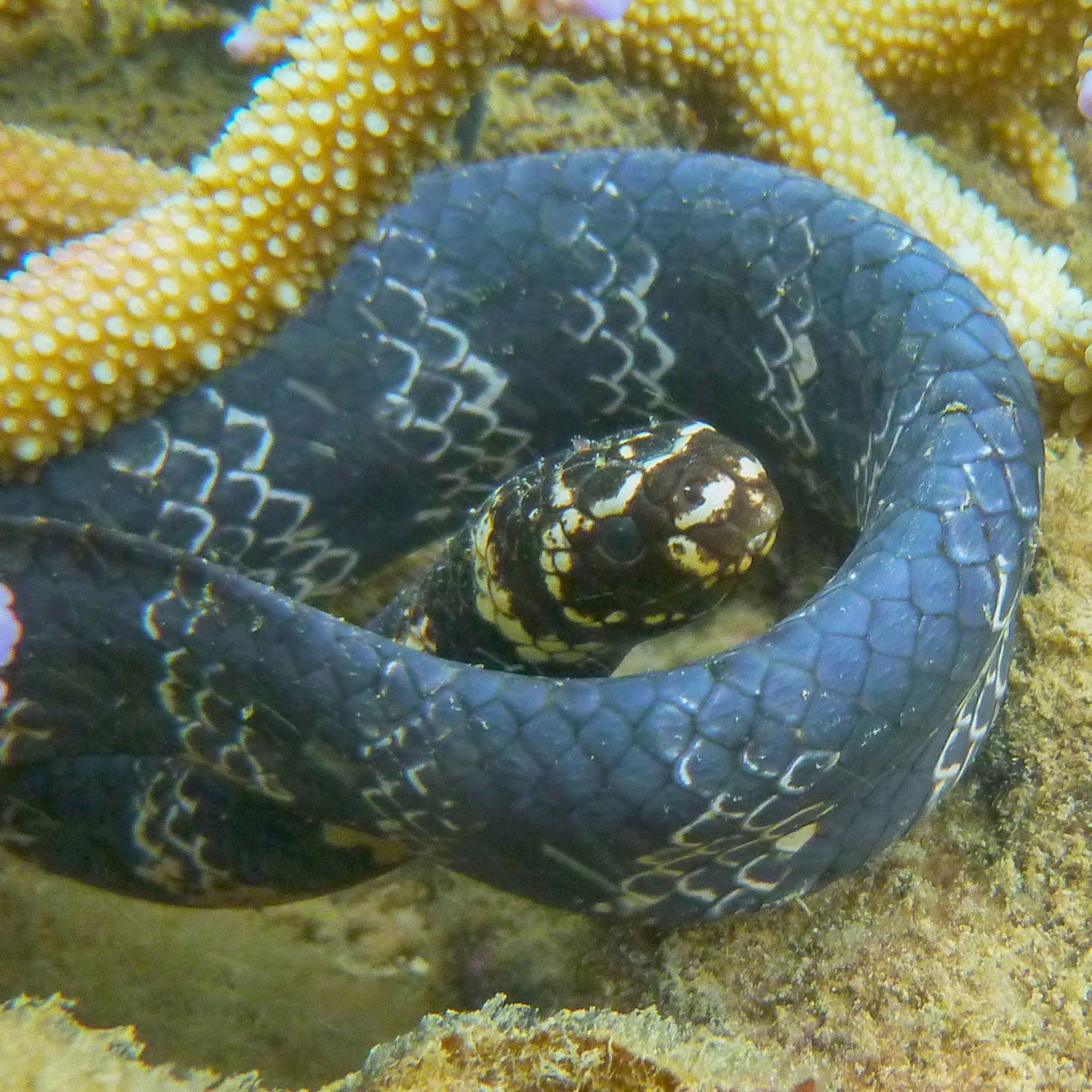 Stokes Sea Snake