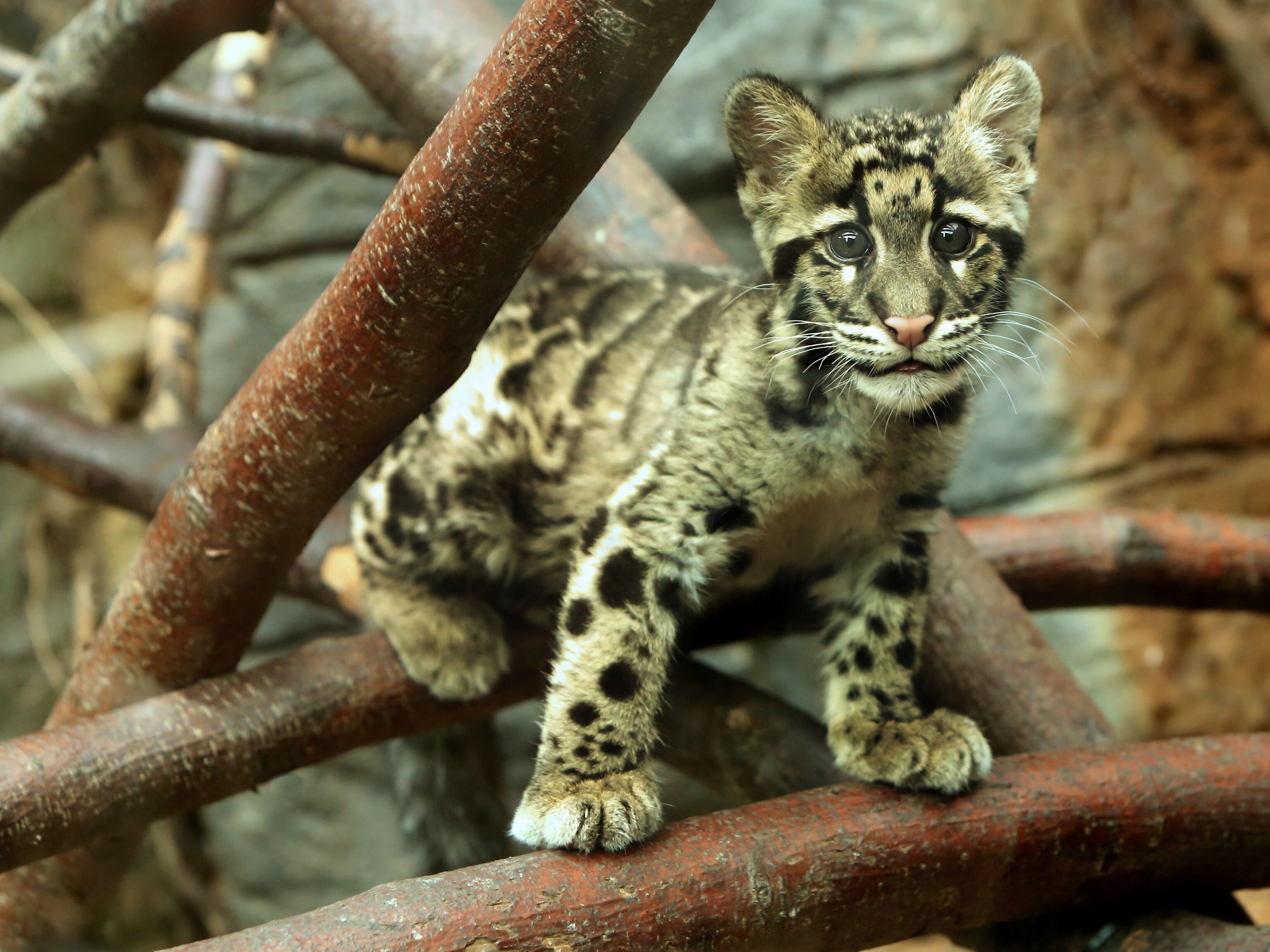 Pet Clouded Leopard