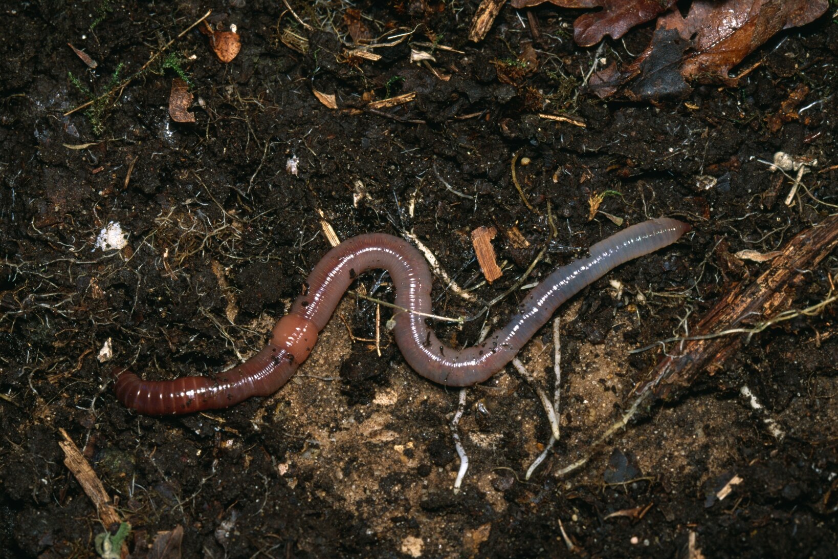 Giant African Earthworm