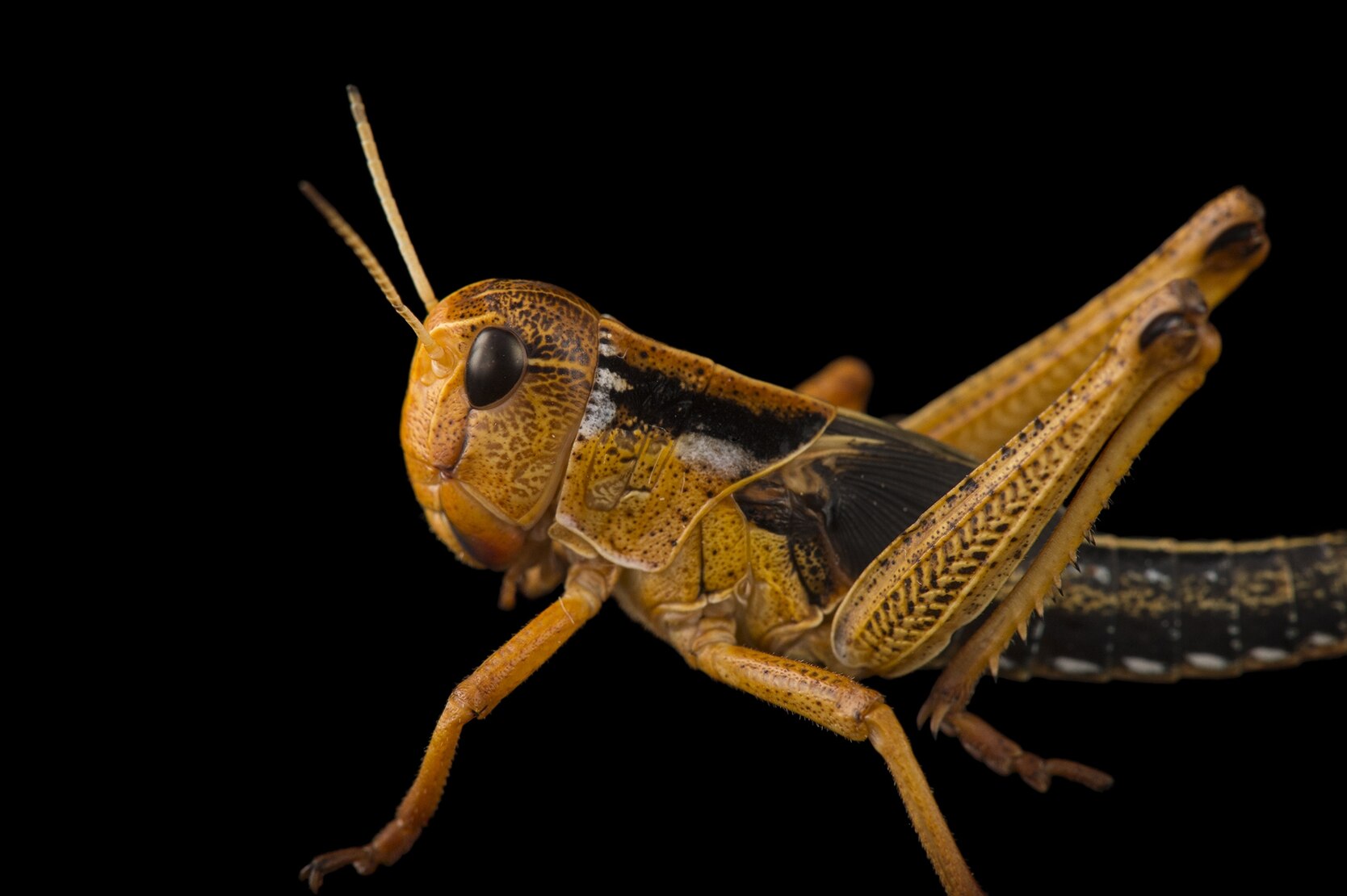 What Do Locusts Taste Like