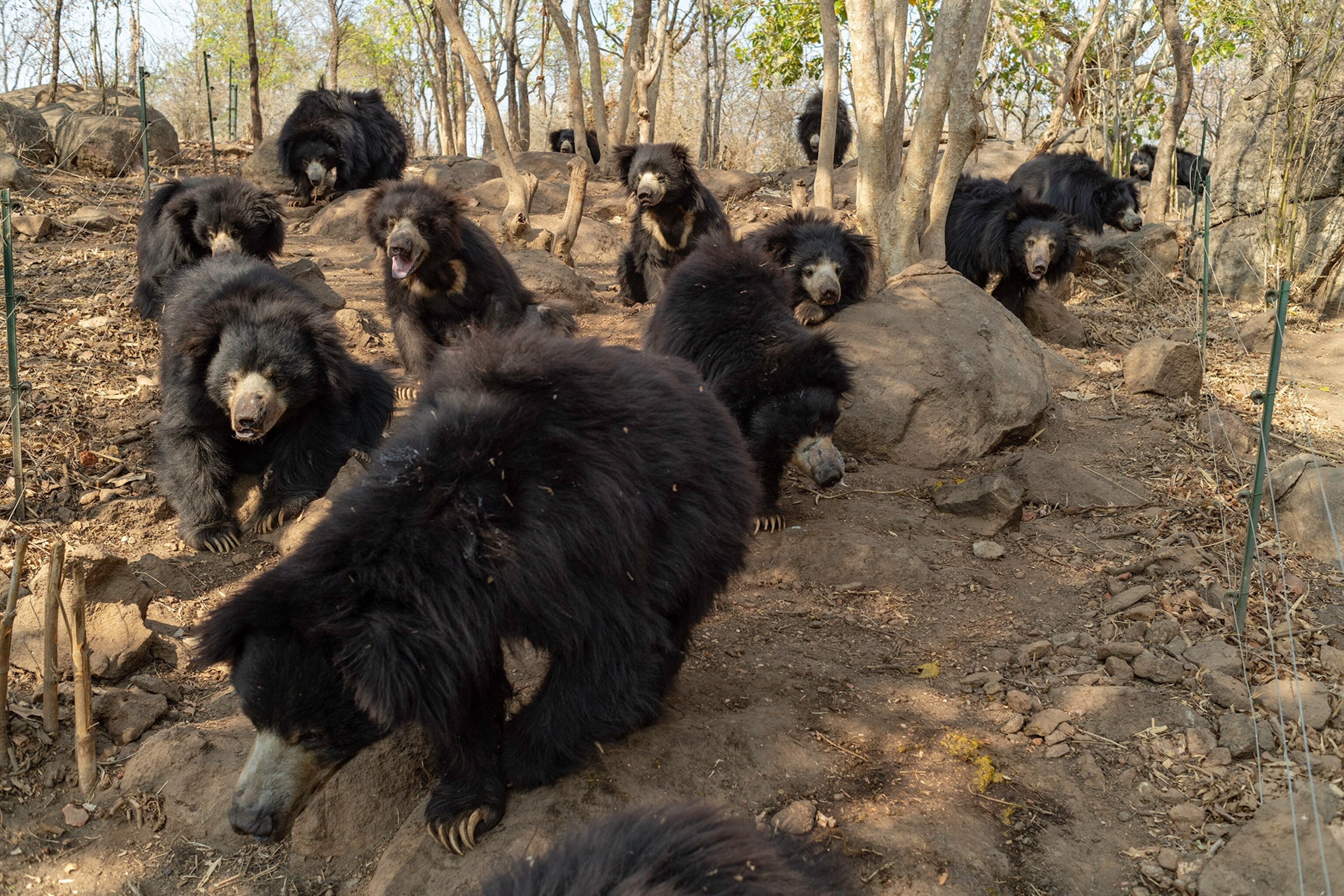 How to make peace with the world's deadliest bears