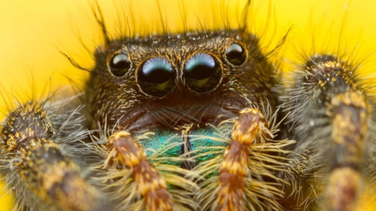 Jumping spiders use blurry vision to judge distance | National Geographic