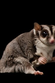 Top 114 What Animals Have Periods Lifewithvernonhoward Top 114 What Animals Have Periods Lifewithvernonhoward