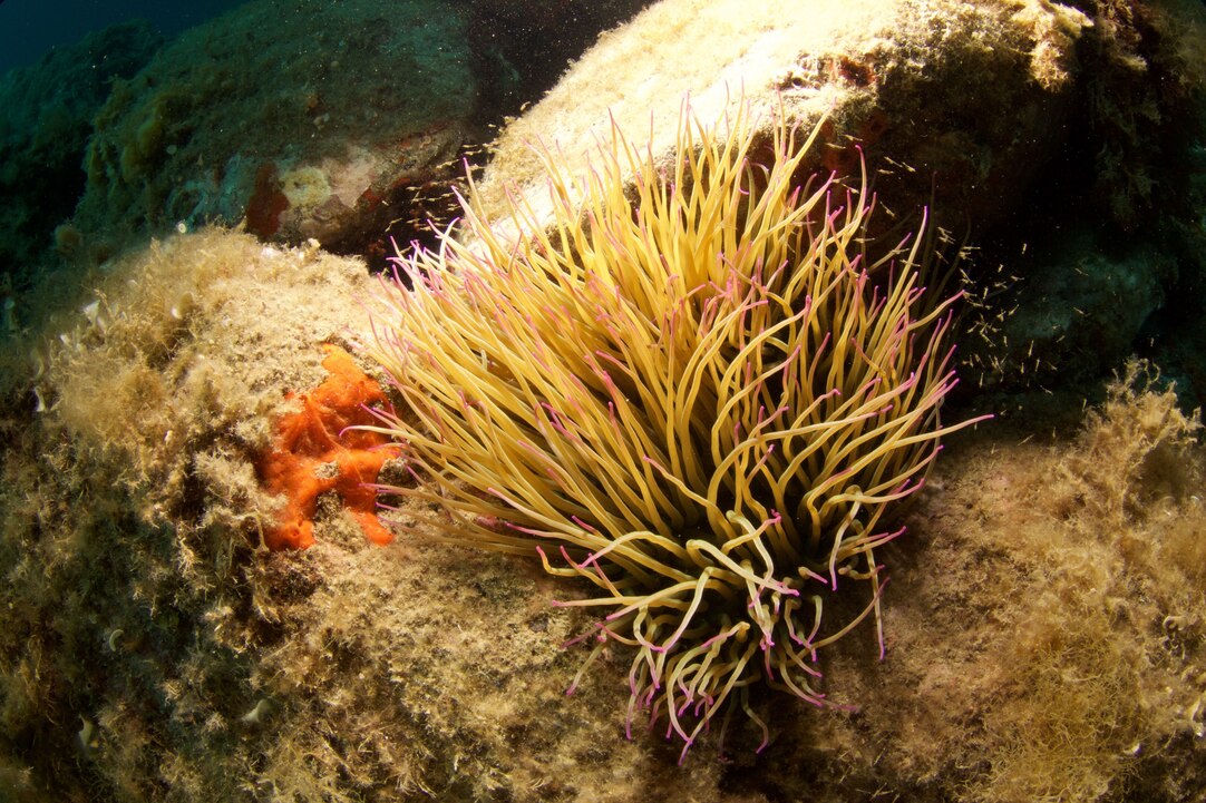 Sea Anemone Anatomy