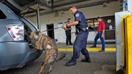 Are Drug Sniffing Dogs Trained To Smell Multiple Drugs