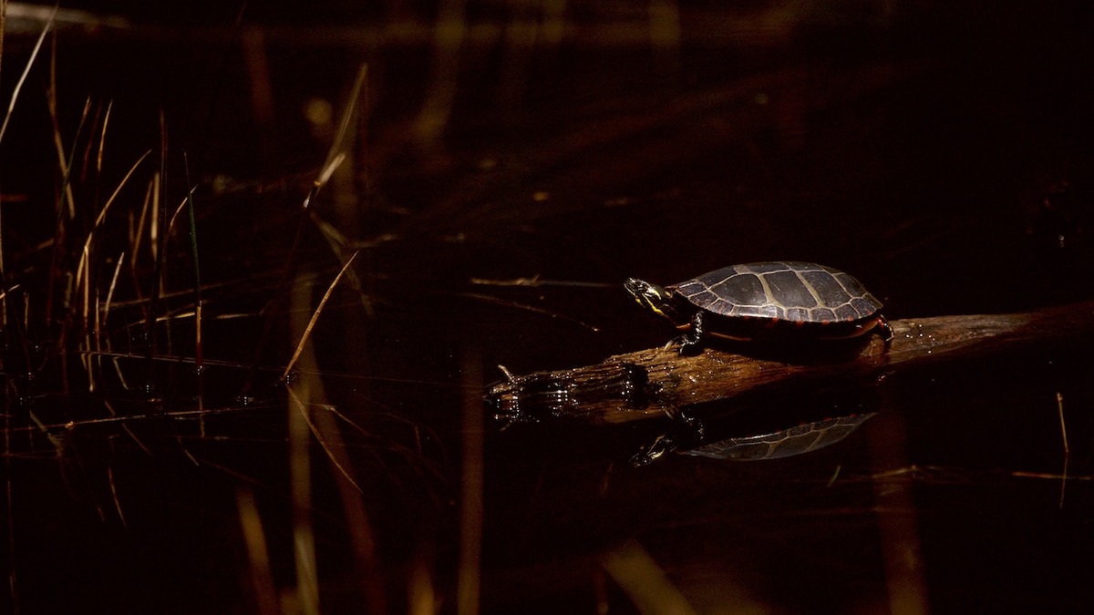 We thought we knew turtles. A new discovery raises a mystery. | National Geographic