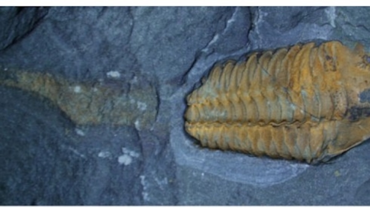 A Trilobite, Dead In Its Tracks | National Geographic