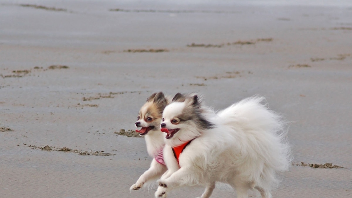 Your Dog Pictures - Dog Wallpapers - National Geographic | National ...