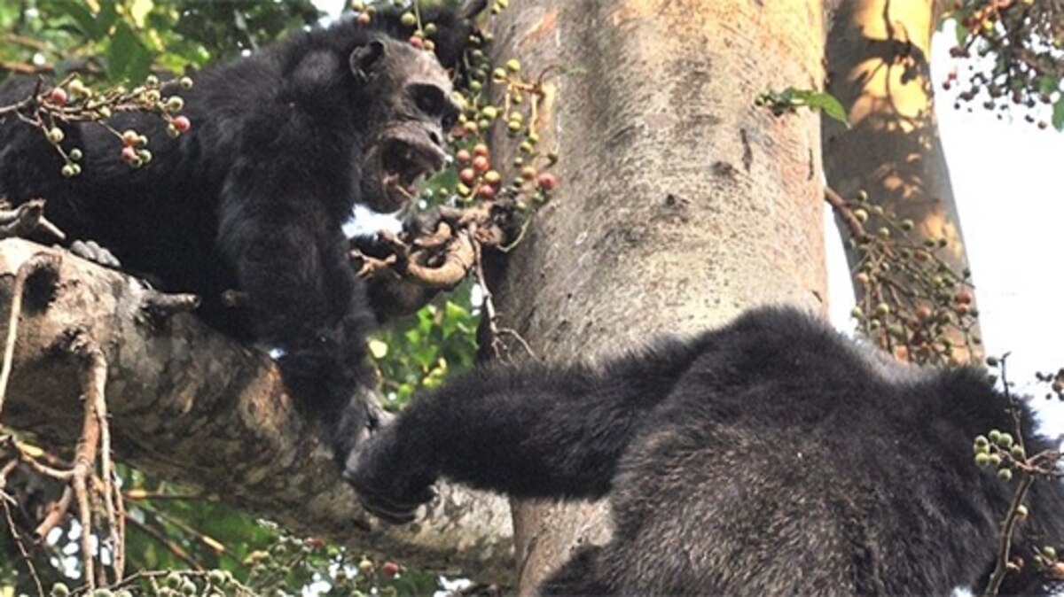 Chimpanzees murder for land | National Geographic