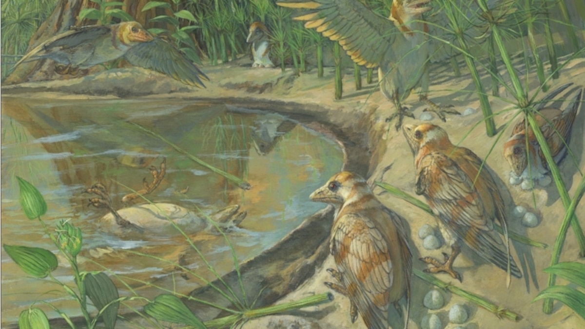 First fossil bird with unlaid egg found in China | National Geographic