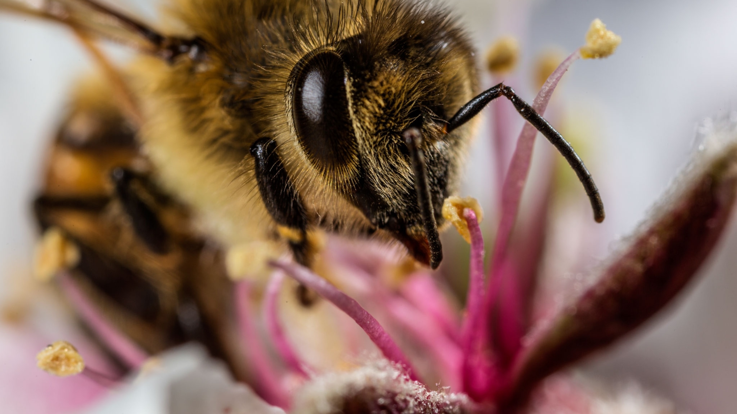 Complete National Cedar Beehive With Buckfast Honey Bees ...