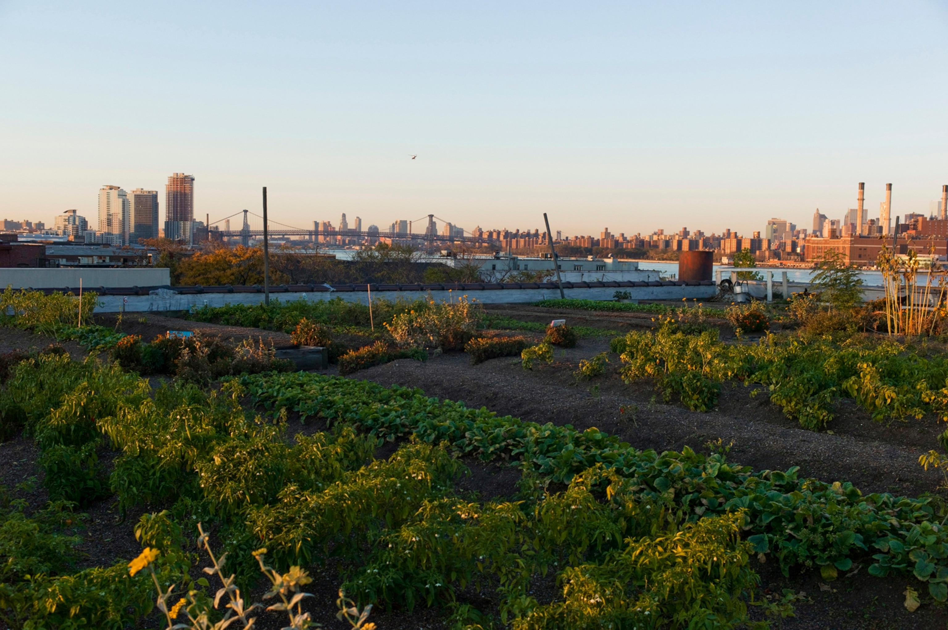 Anthony Suau’s Organic Rising | National Geographic
