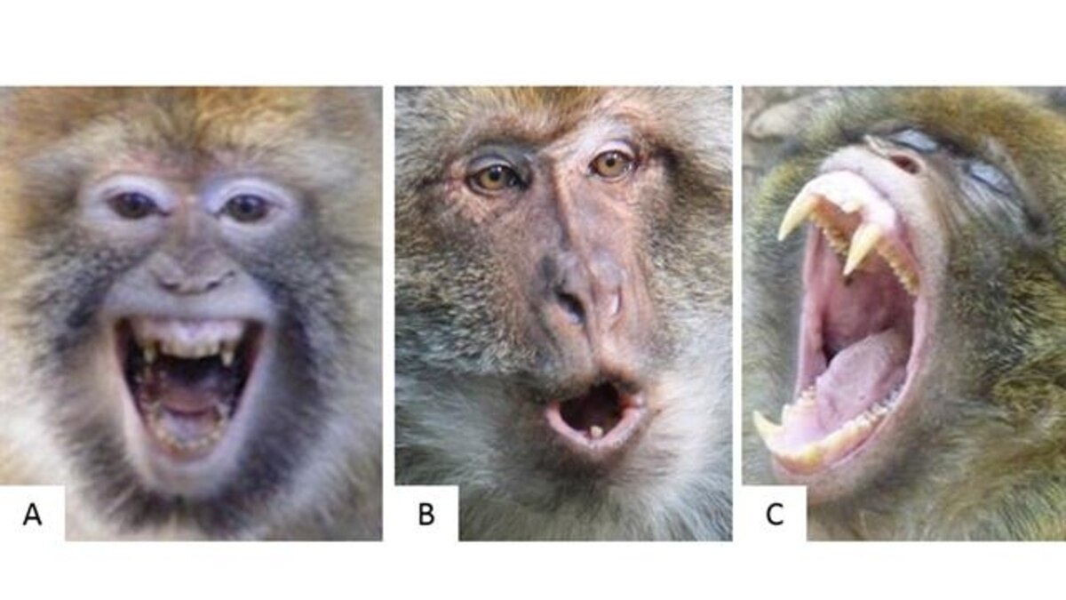 Quiz: Can You Tell If This Monkey Wants to Bite?