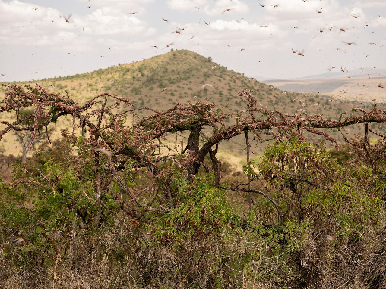 TRANSCEND MEDIA SERVICE » A Locust Plague Hit East Africa–The Pesticide ...