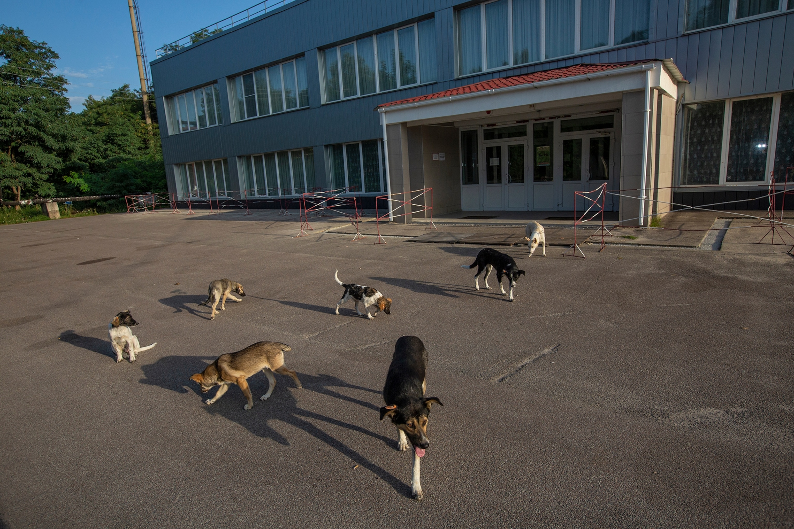 Radioactive dogs? What we can learn from Chernobyl's strays