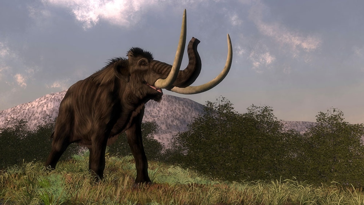 A 17,000-year-old tusk tells an extraordinary Ice Age tale