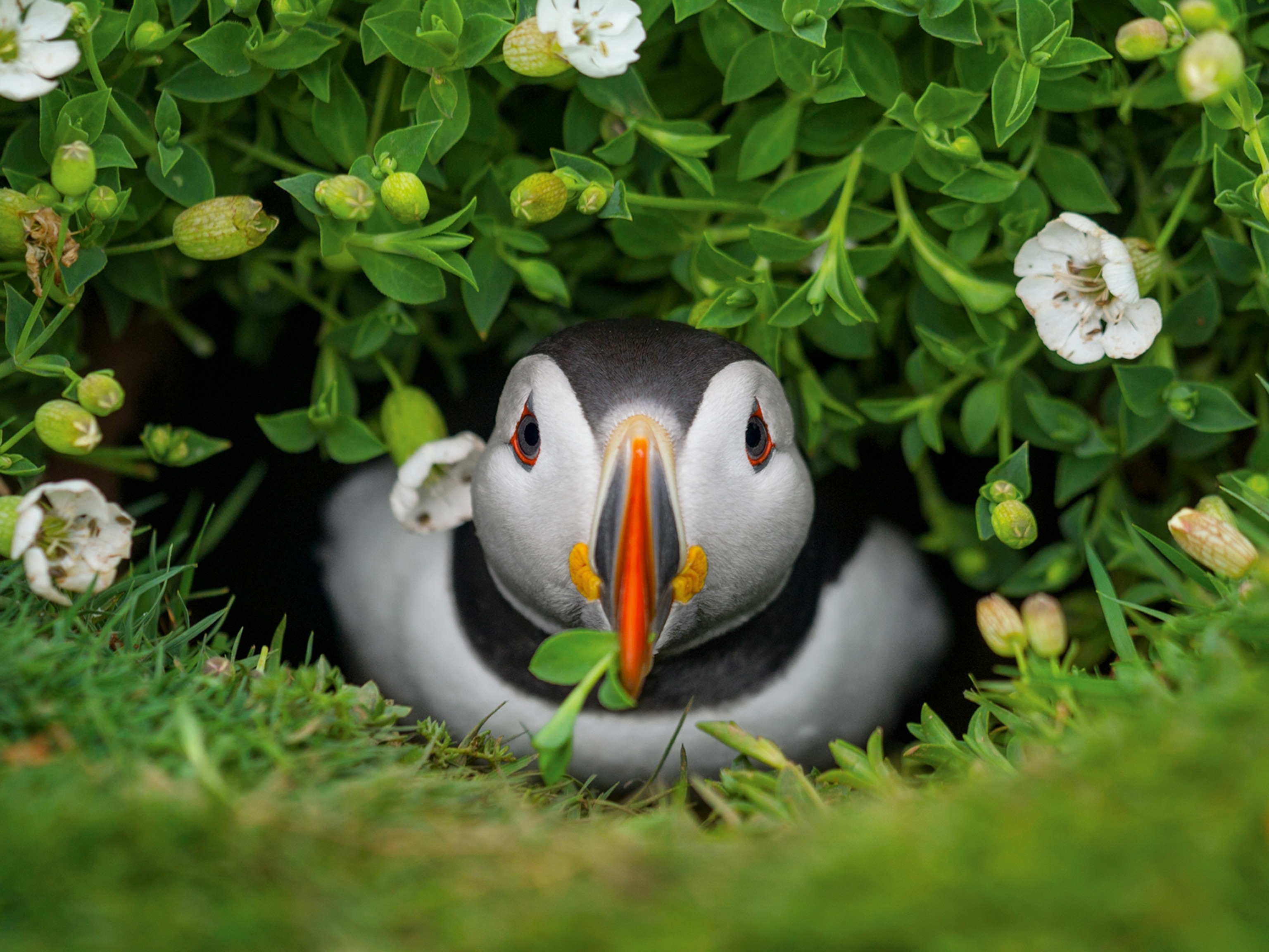 Puffin Therapy