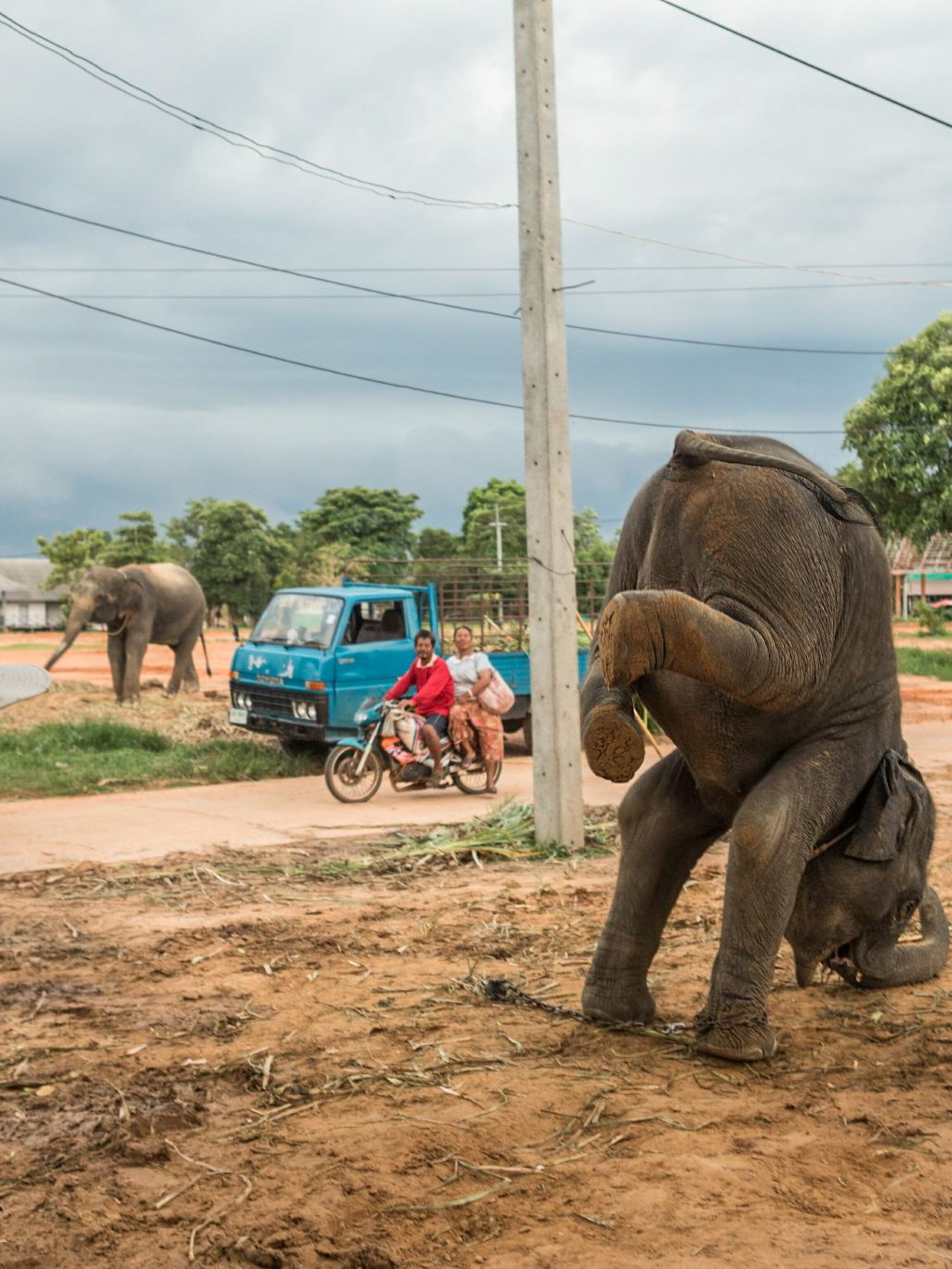 Painted Elephants National Geographic