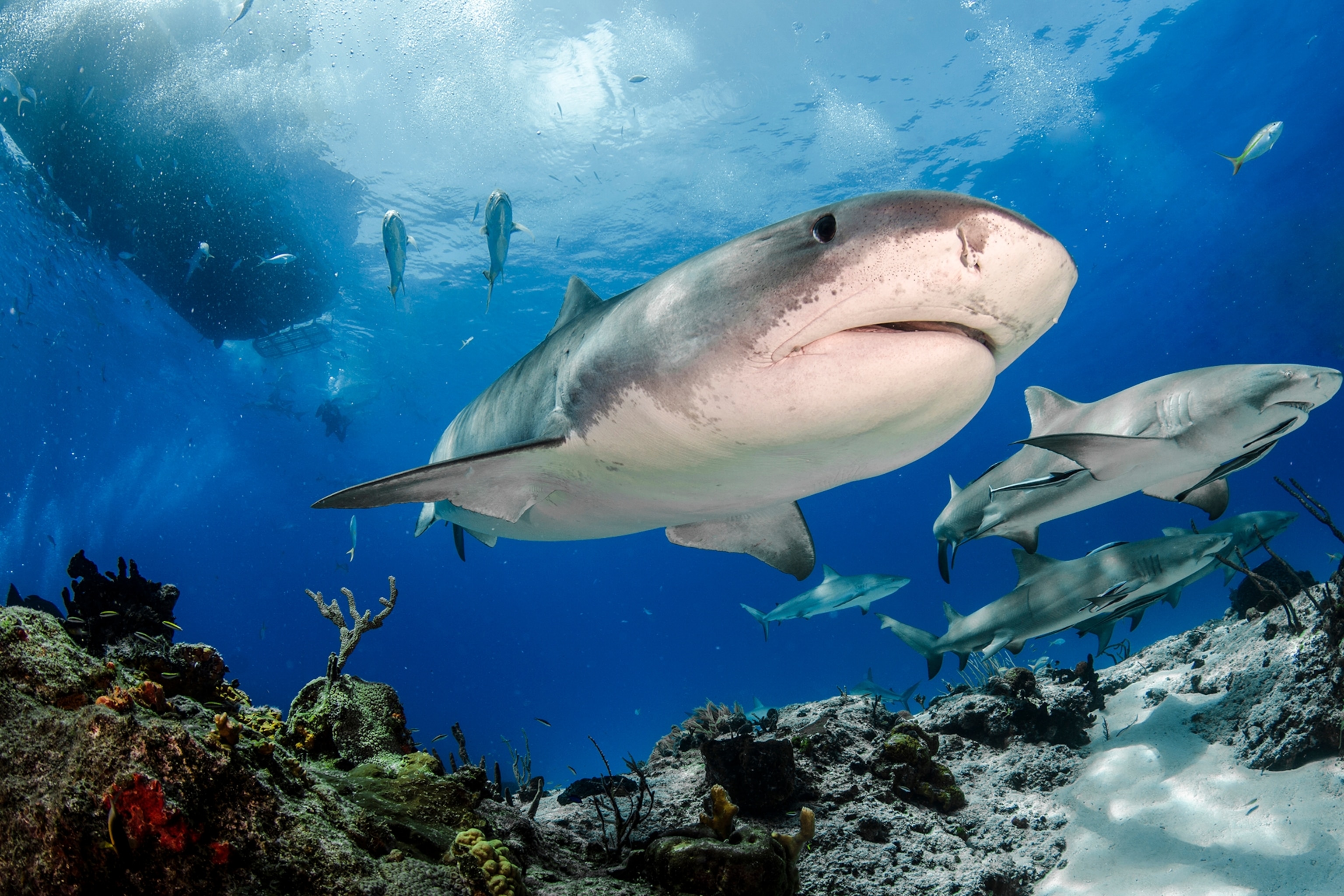 See Award-Winning Underwater Photos From Around the World