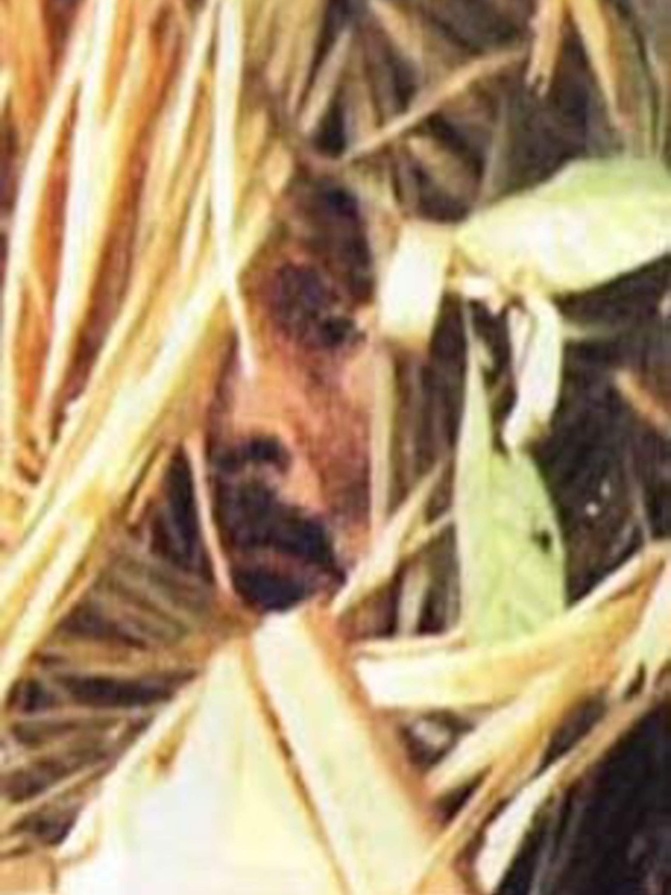 Video of Uncontacted Amazon Tribes in Brazil Sparks Debate