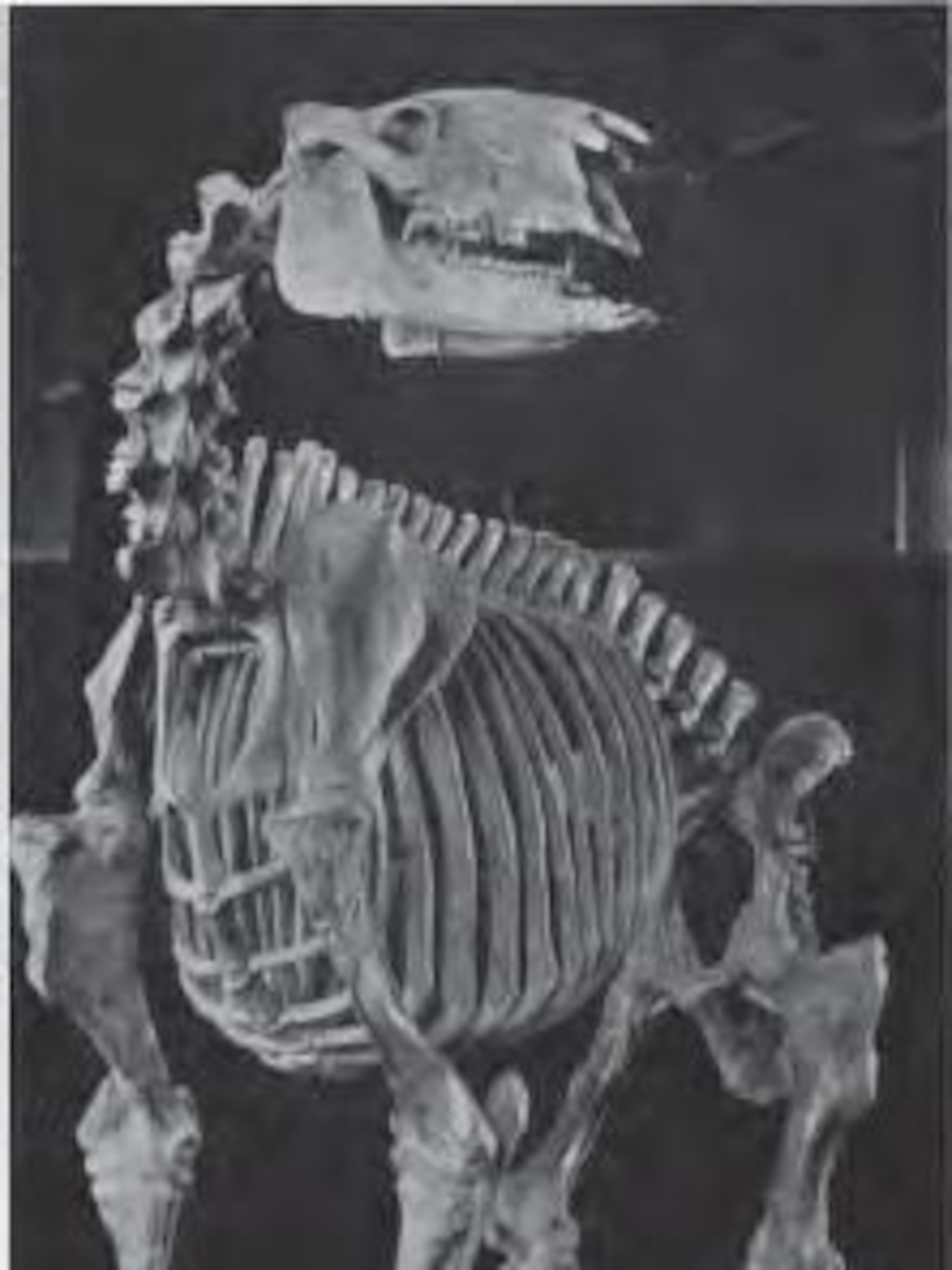 Chalicotherium Skeleton
