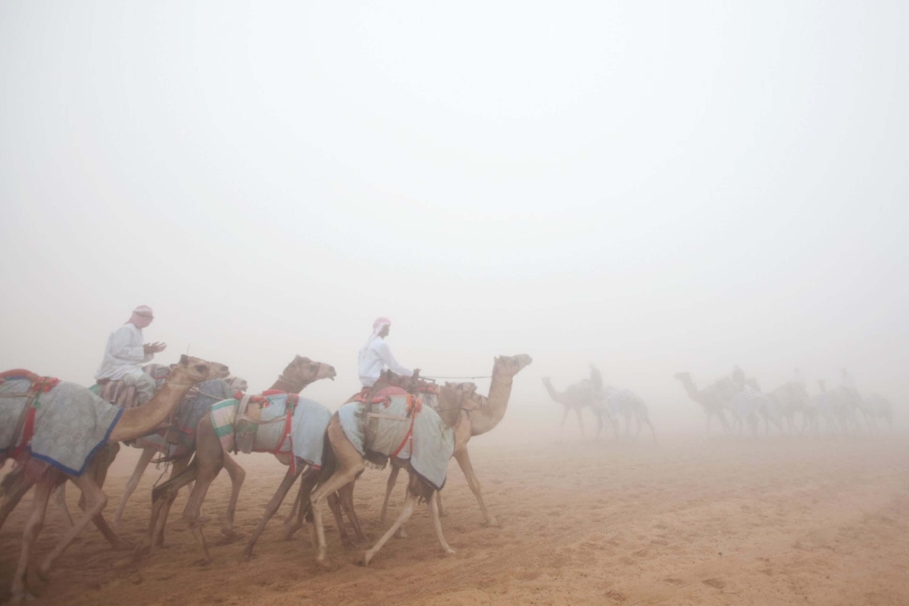 Camel Racing in Abu Dhabi Photos -- National Geographic