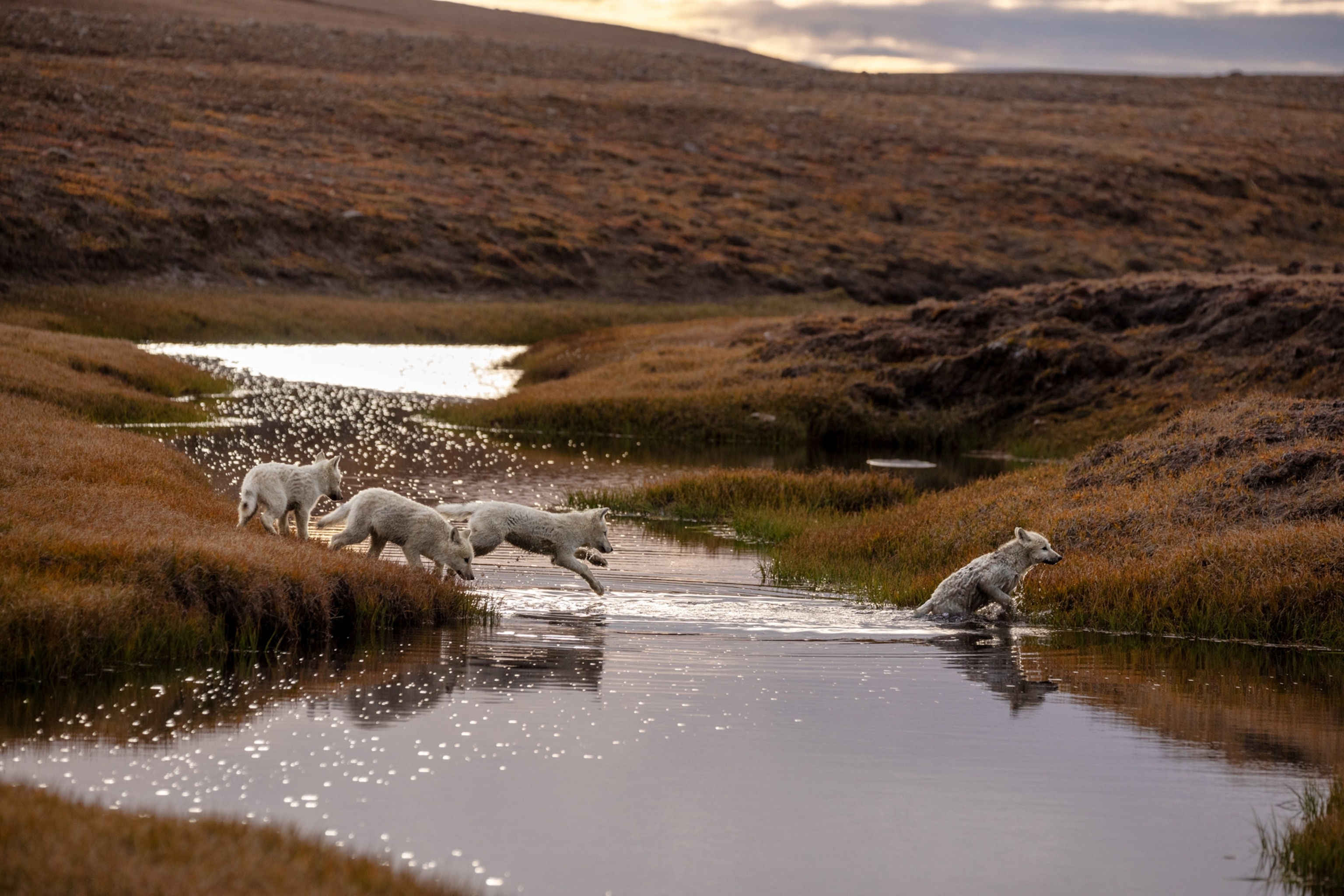 Arctic wolves' harsh lives on Ellesmere Island