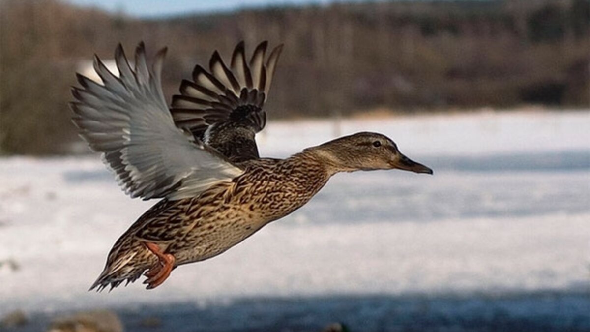 Enough about mutant bird flu. We still know very little about wild H5N1 ...