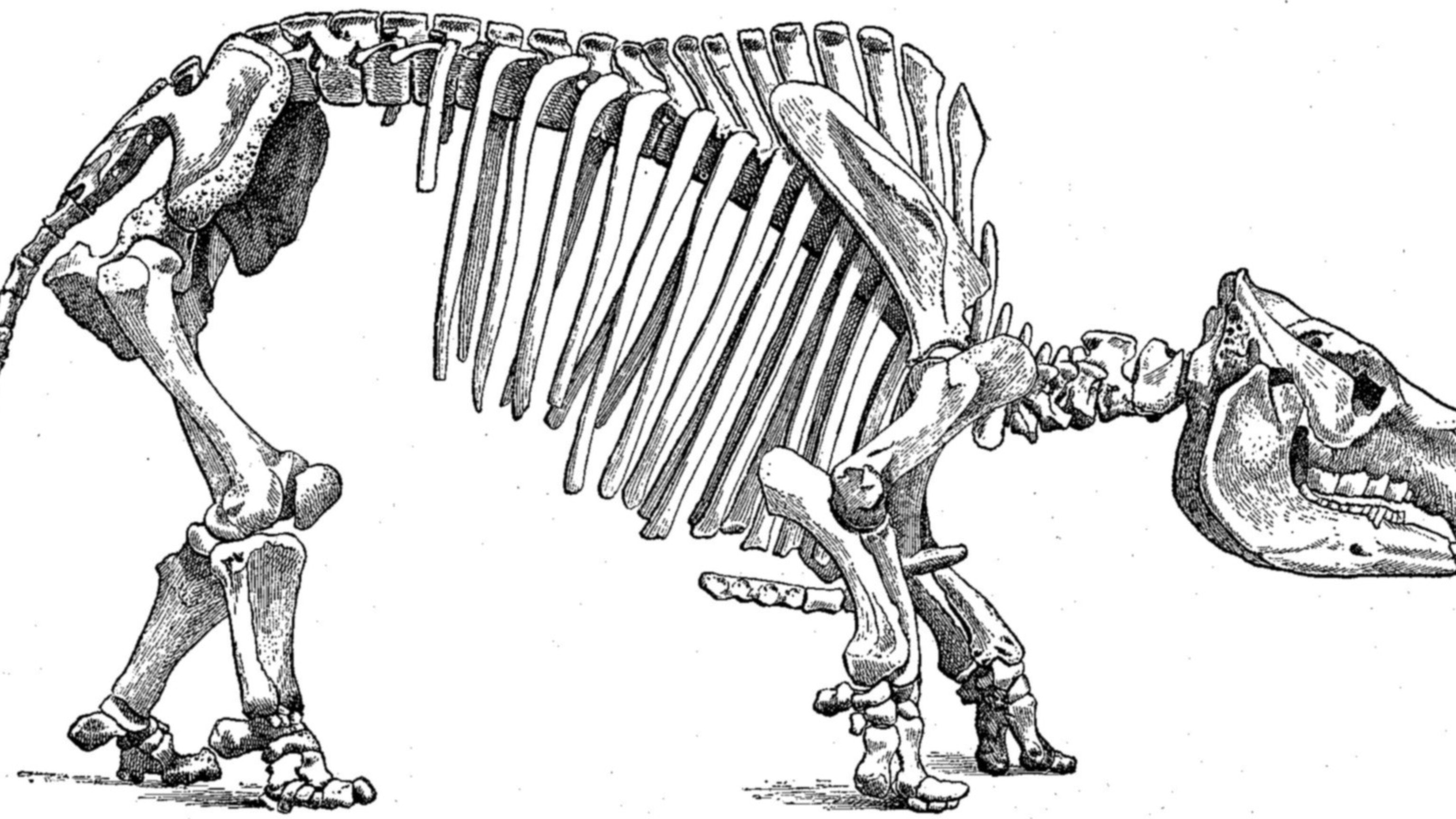 Mixotoxodon