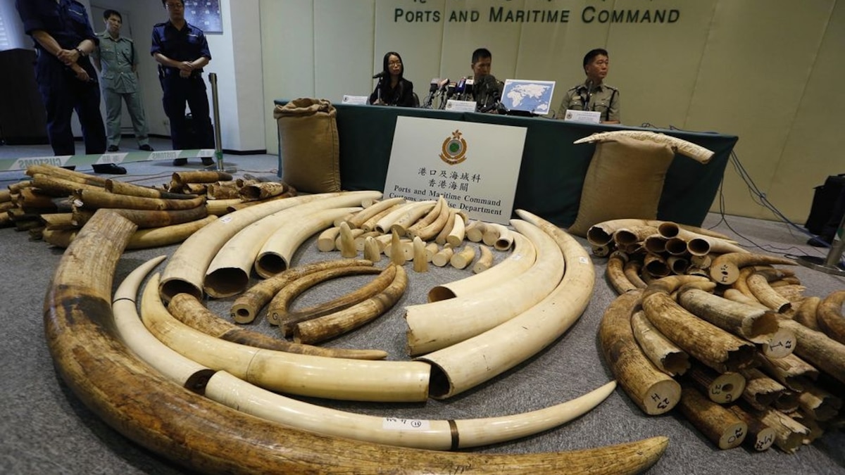 Hong Kong Set to Incinerate 29.6-Ton Ivory Stockpile in Largest ...
