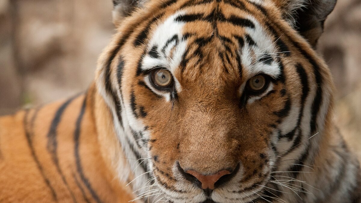 Tiger Genome Sequenced, Shows Big Cats Evolved to Kill | National ...