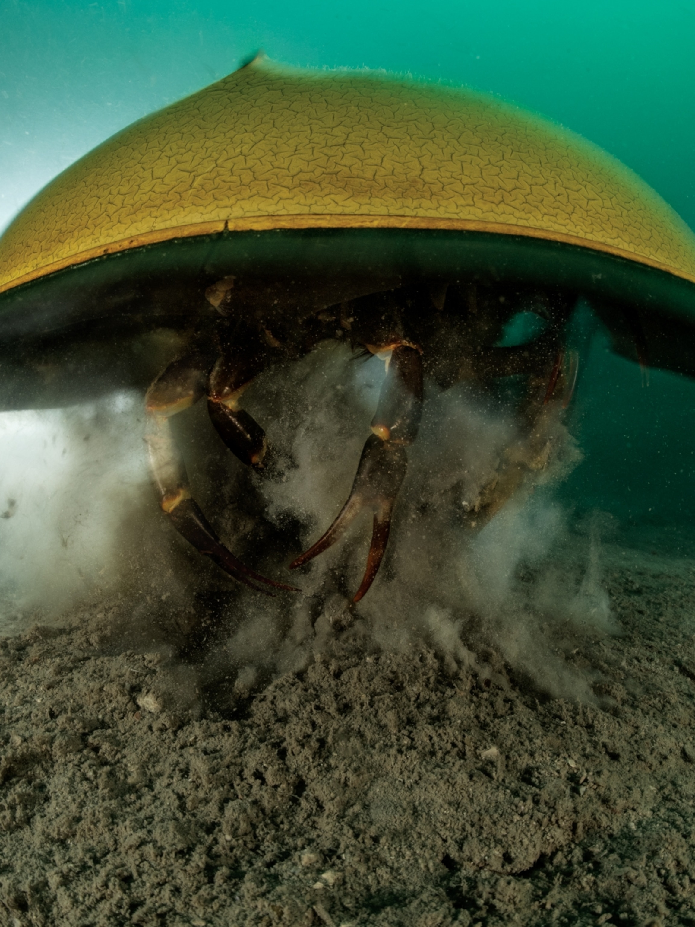 Hermit Crab Underwater