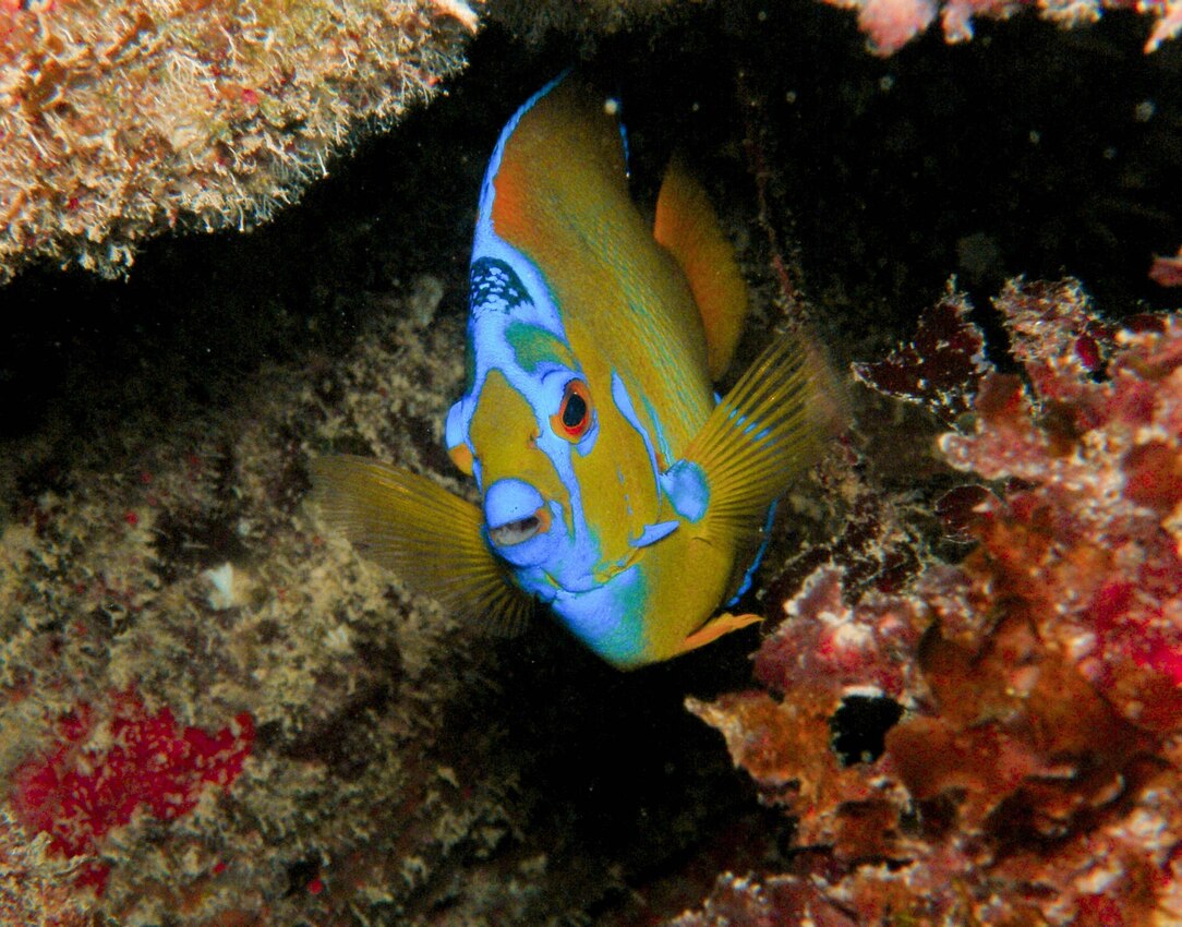 Queen Angelfish Facts And New Pictures All Wildlife All Wildlife