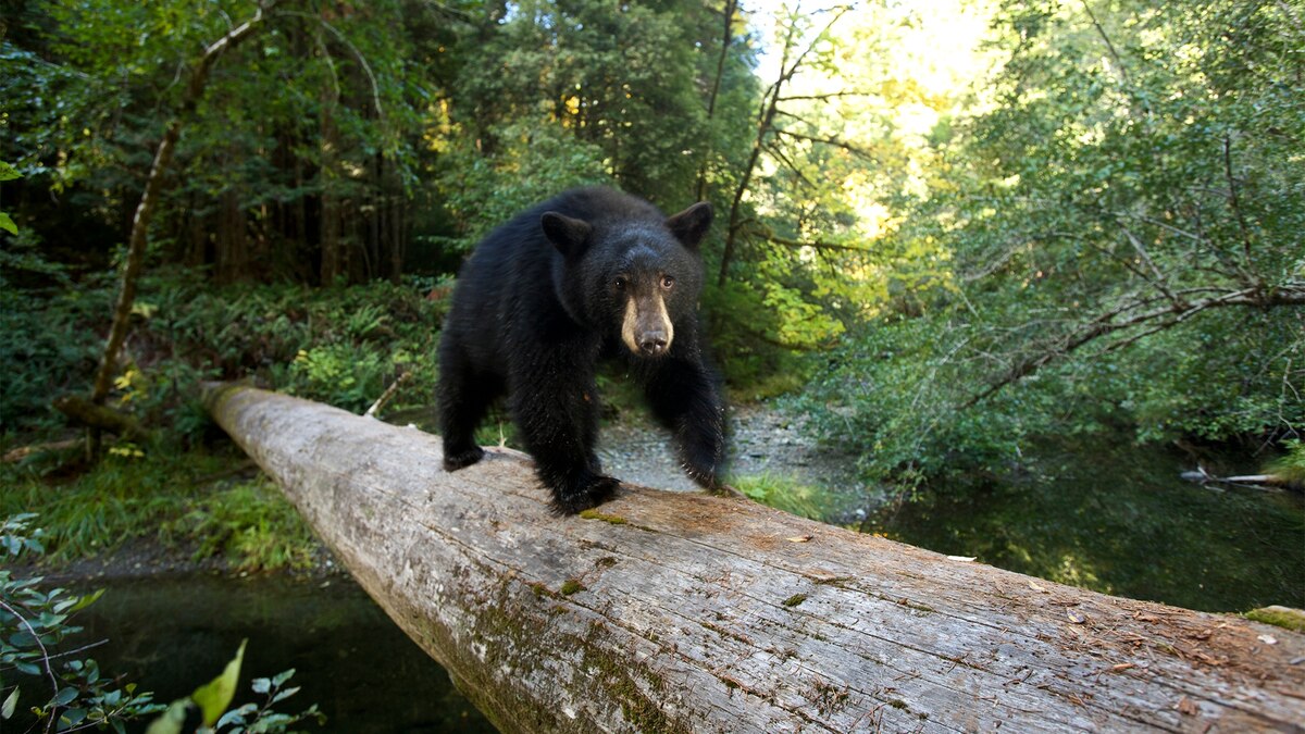 Canada Mauling Reflects Spike in Human-Bear Encounters | National ...