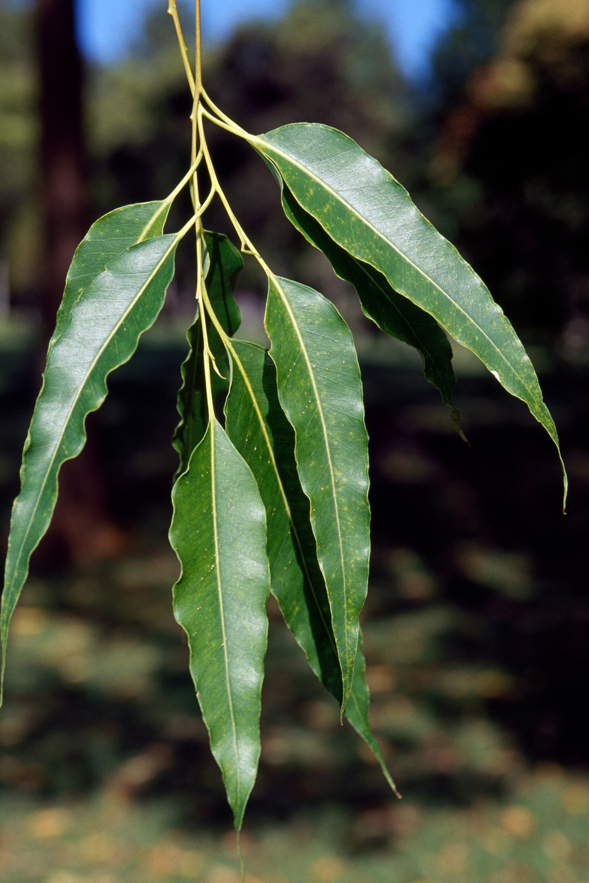 Prehistoric tree is first of its kind found below the Equator