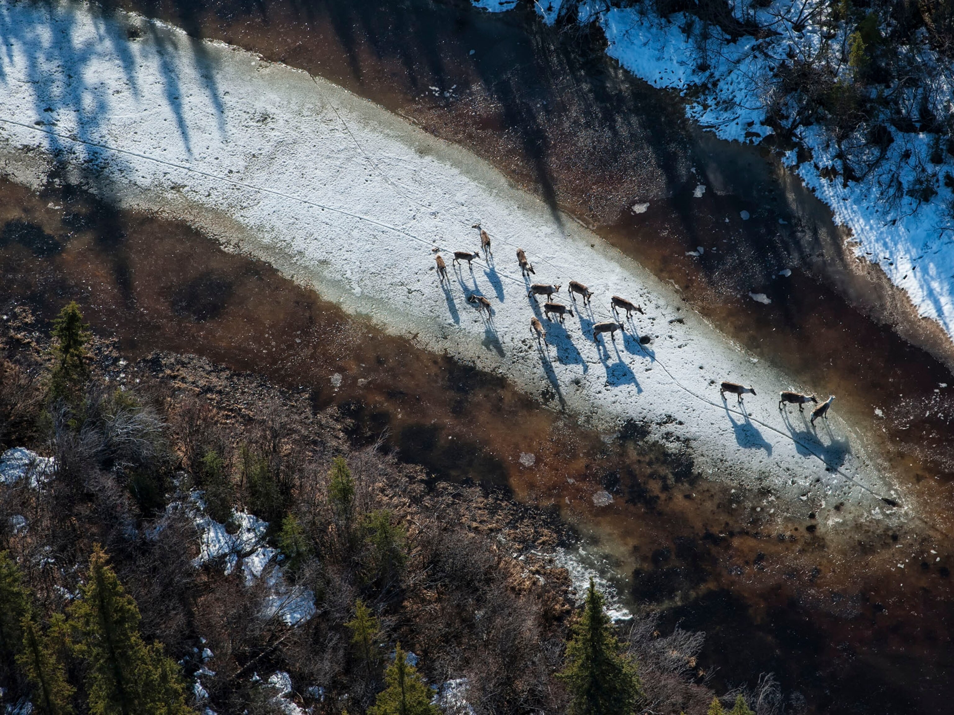 What it takes to stem poaching at the Yukon-Alaska border
