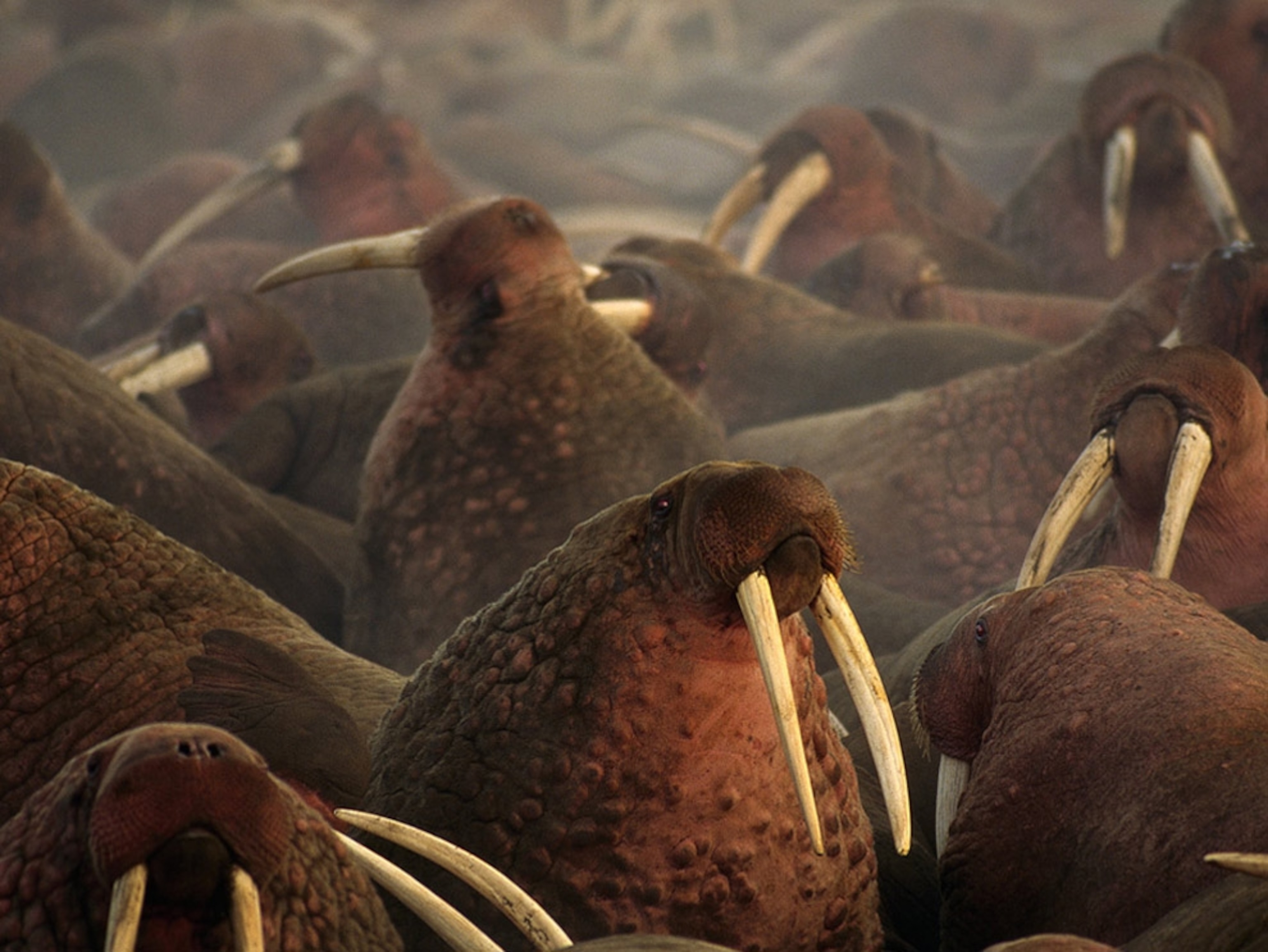 Walrus Pictures – National Geographic