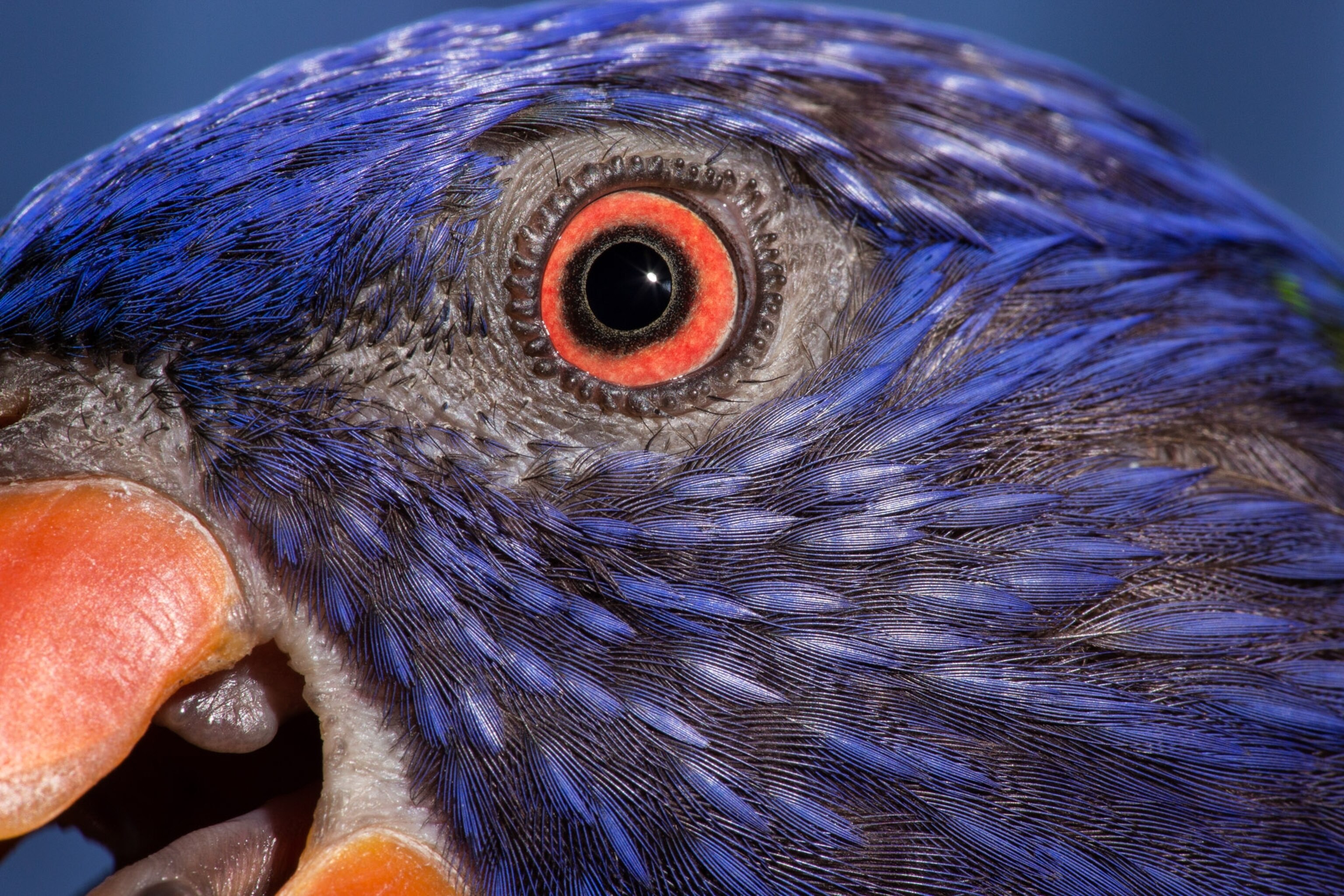 Why does Pantone have a color of the year? It started with ... birds