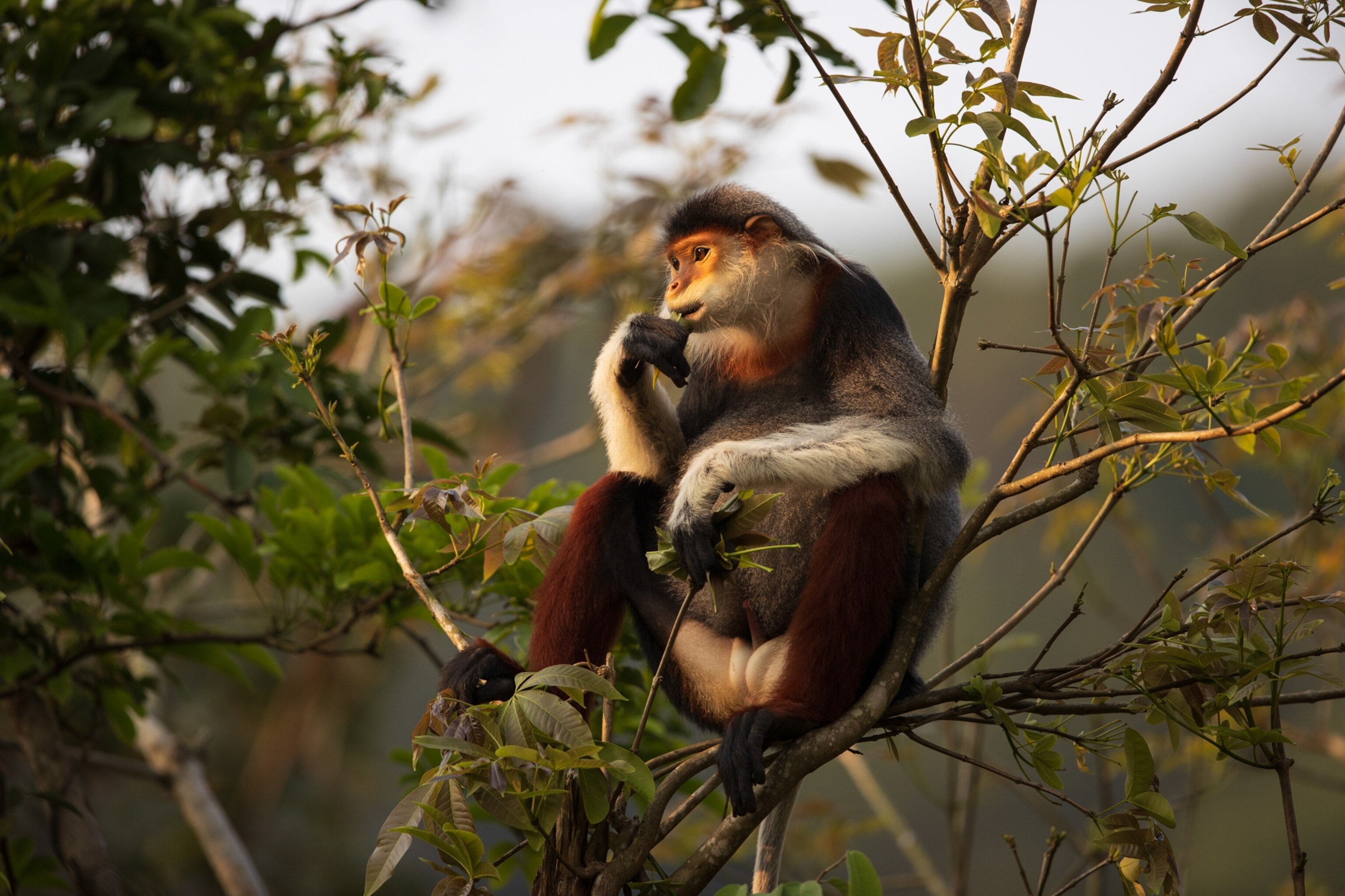 On Monkey Mountain, this rare species has found an oasis in the big city