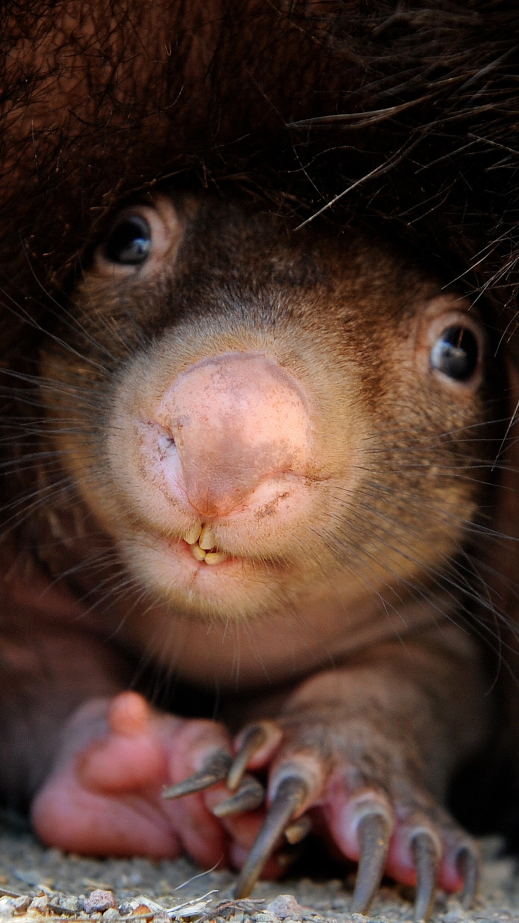 Wombat Newborn