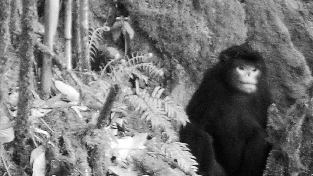 First Pictures: Live Snub-Nosed Monkeys Caught on Camera | National ...