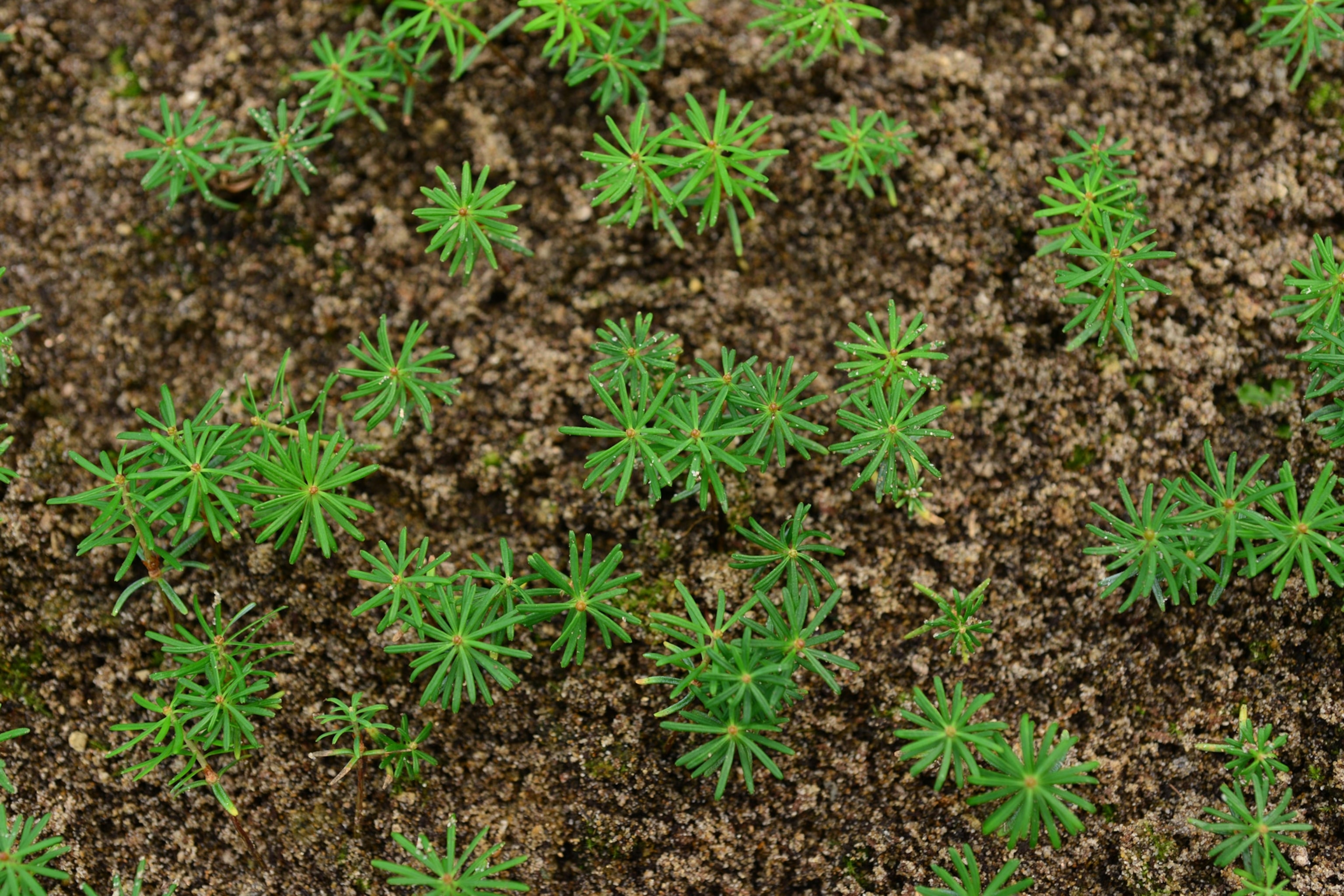 Climate troubles loom for South Korea’s ‘Christmas Tree Island’