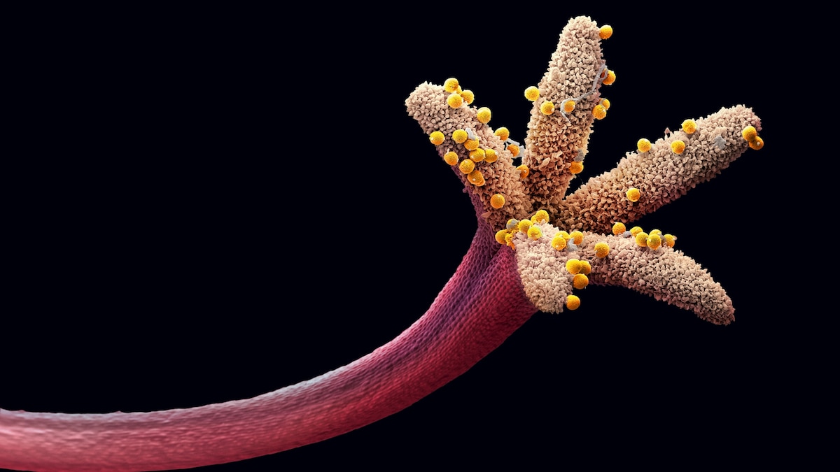 Love Is in the Air | National Geographic