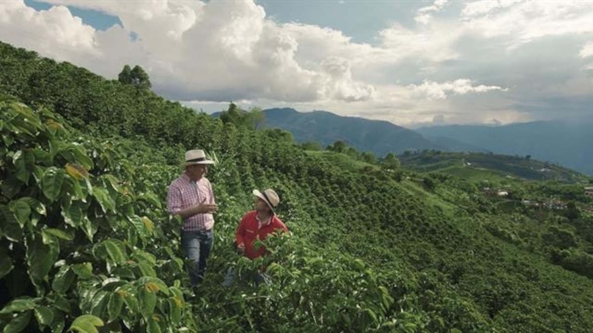 Why mist and mountains make great coffee | National Geographic