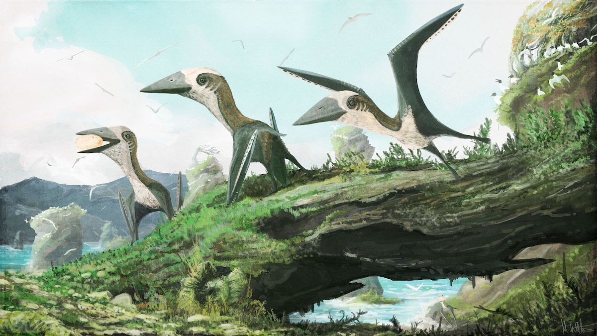 Cat-Size Flying Reptile Shakes Up Pterosaur Family Tree | National ...