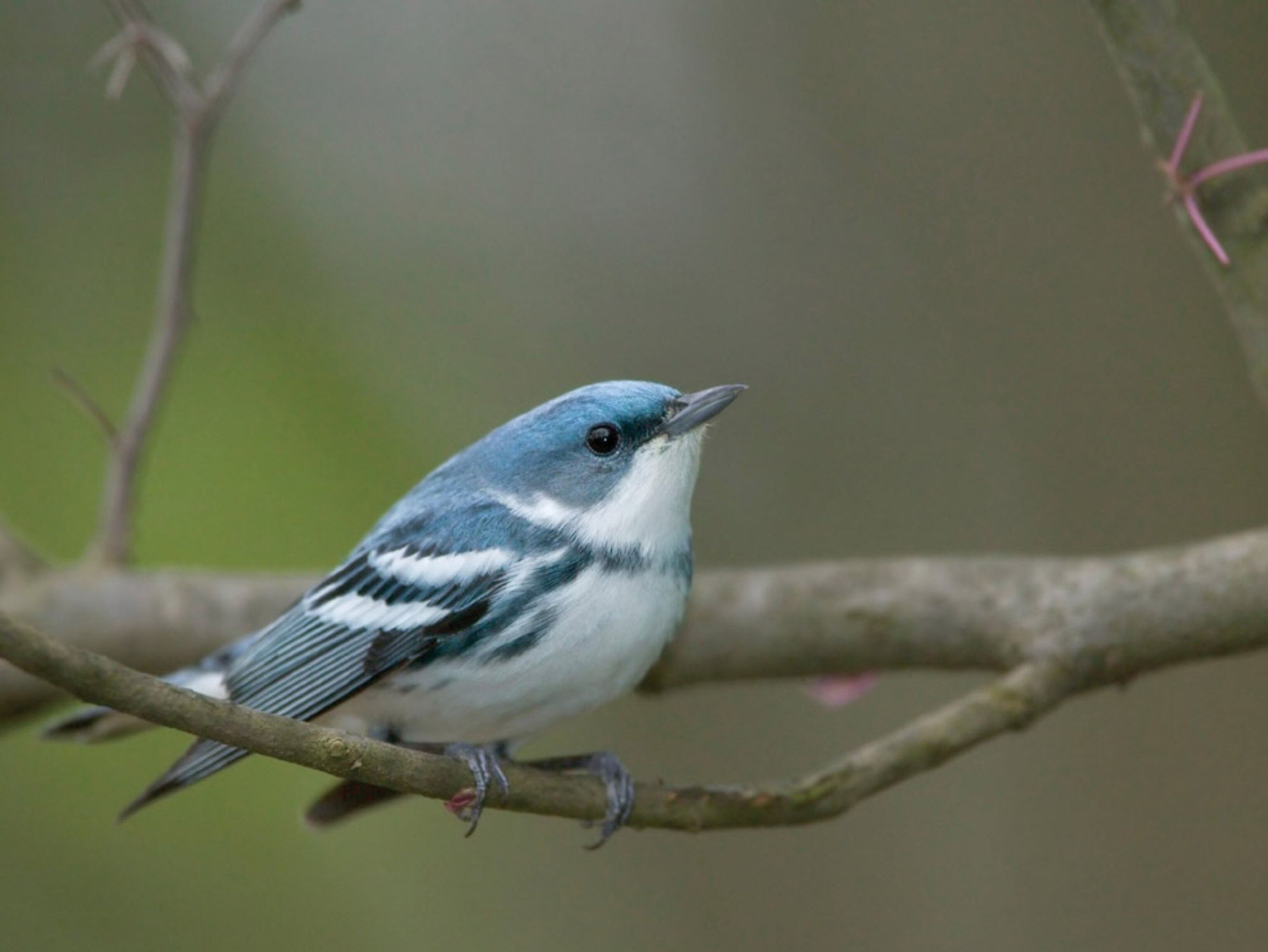 Songbird Pictures - National Geographic