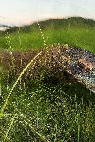 2024 is the year of the dragon. Here are 8 that really exist.