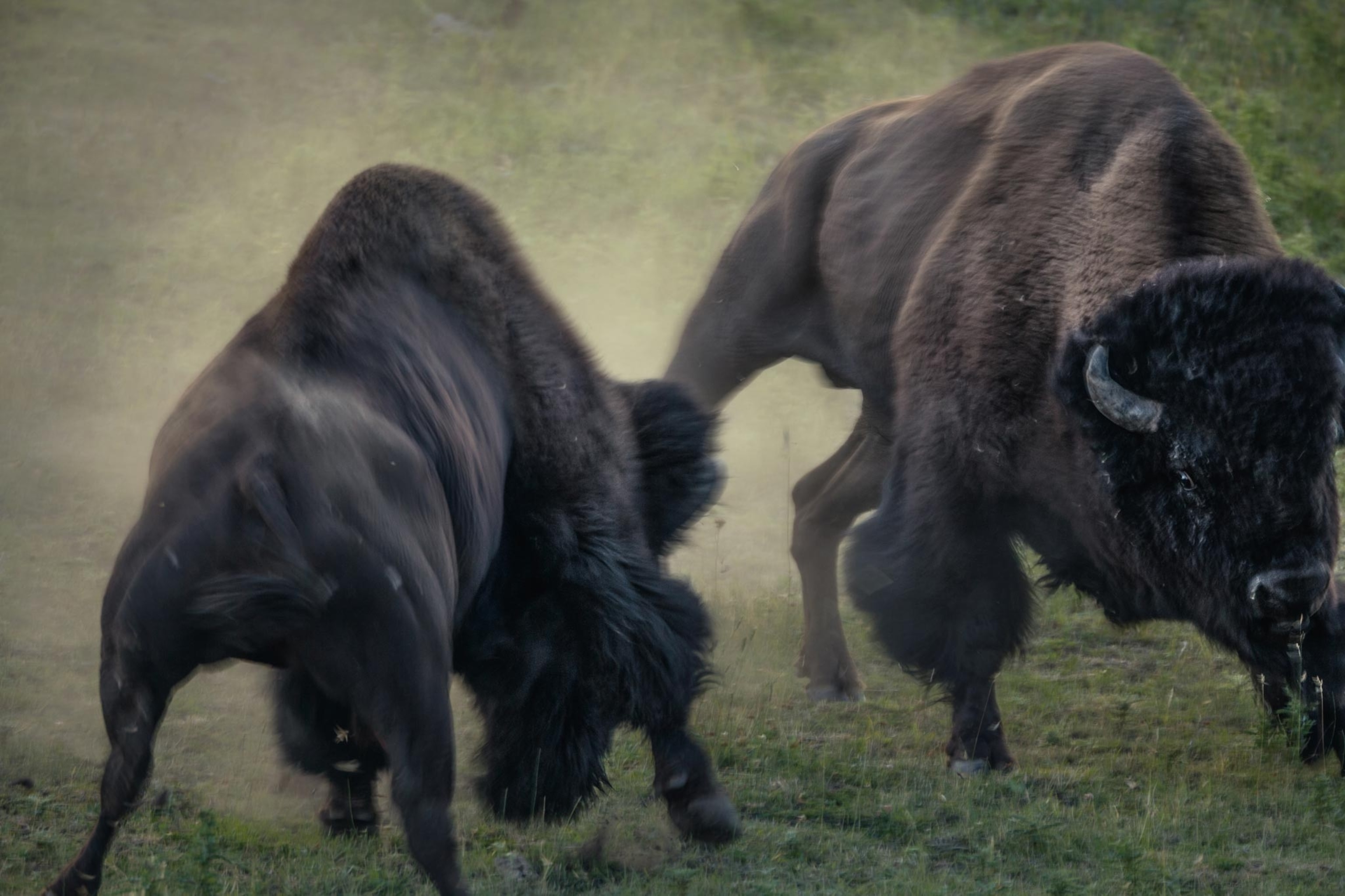 Photographer Michael Nichols on Yellowstone