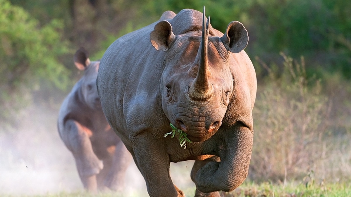 Elephants Took 24 Million Generations to Evolve From Mouse-Size ...