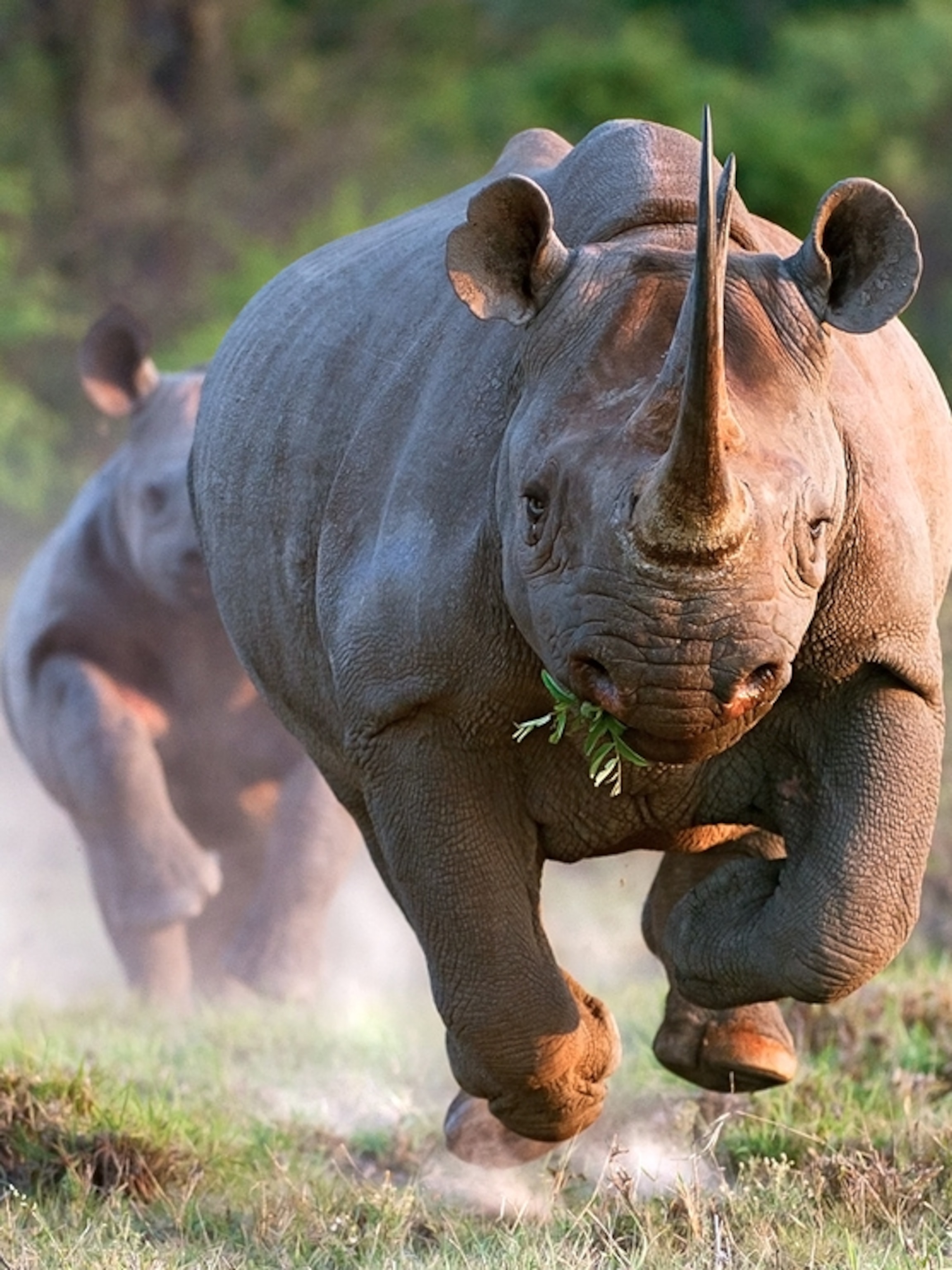 Rhino Elephant Hybrid